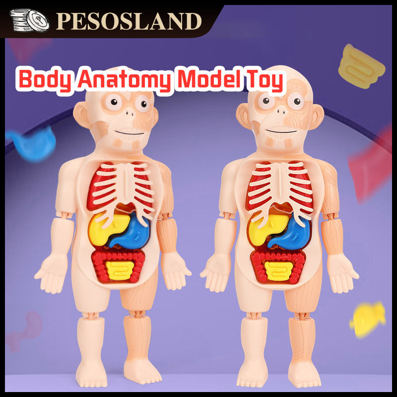 3D Human Body Anatomy Model Human Anatomy Model Toy Educational ...
