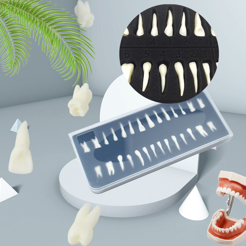 Dental 28pcs Permanent Tooth Model with Root Simulation Isolated Teeth ...