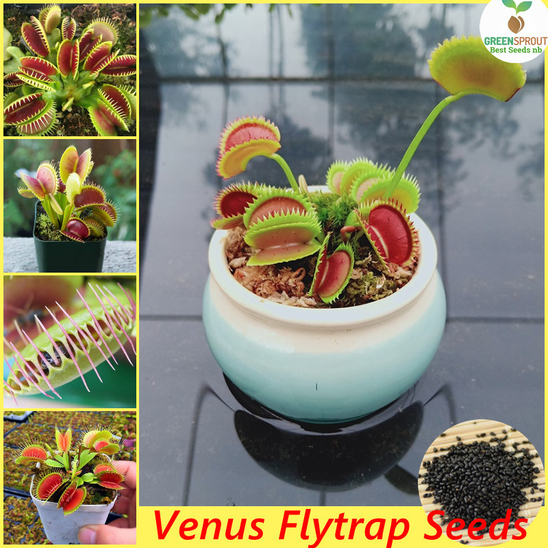 [100% Original Seed]Venus Flytrap Flower Seeds Funny Carnivorous Plants (50 seeds/pack) Bonsai ...