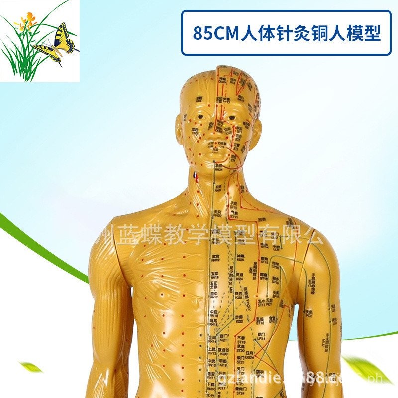 Human Acupuncture Model/Acupuncture Bronze Mannequin Model/Acupoint ...