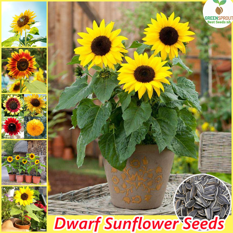 [Fast Germination] Ready Stock 30seeds/bag Dwarf Sunflower Seed Garden ...