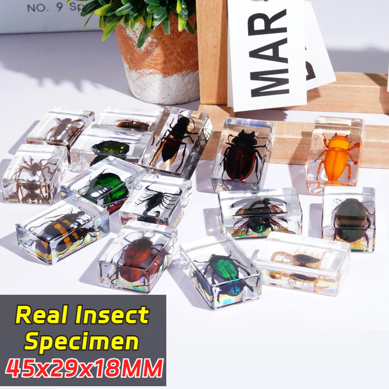 Insect Specimens Beetles Collection Real Animal Transparent Resin ...
