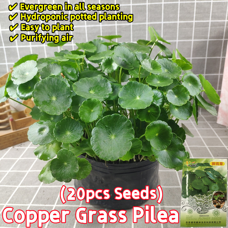 Original Copper Grass Pilea Seeds 20pcs Copper Grass Plant Seed ...