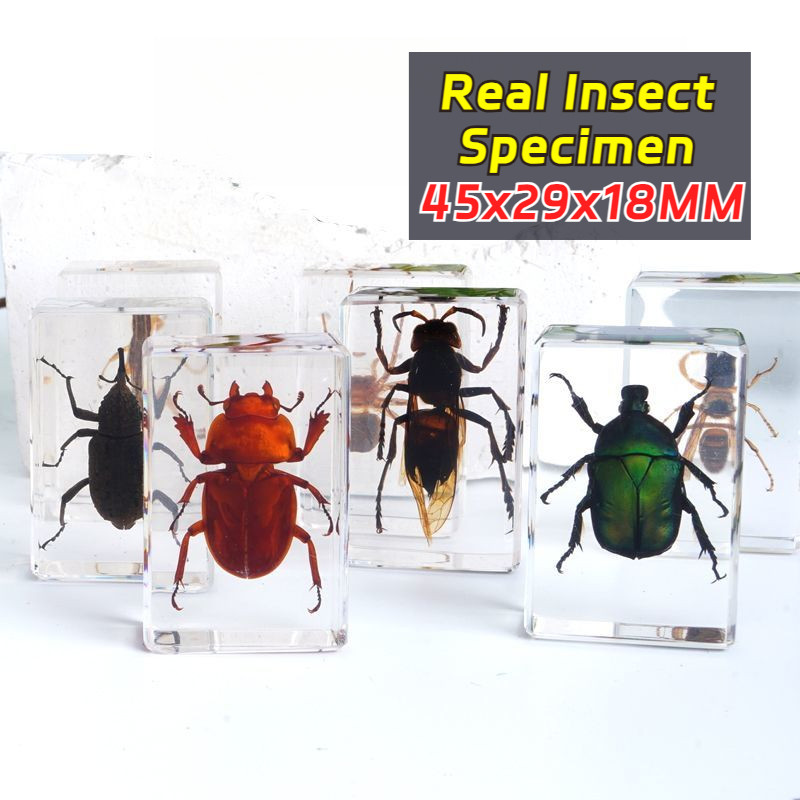 Kindergarten Real Insect Teaching Specimen Transparent Resin Ornaments ...