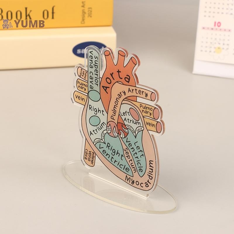 YUMB 2D Heart Anatomy Acrylic Model - Educational And Decorative ...