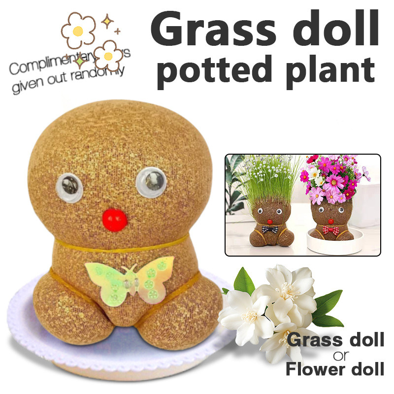 Grass Head Mini Plant potted plant garden landscaping decking DIY ...
