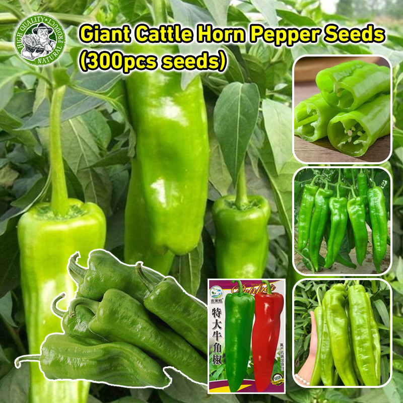 High Yield Original Giant Cattle Horn Pepper Seeds Big Horn Pepper ...