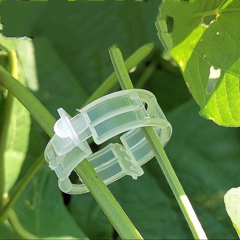 Vine Holder Hanging Seedling Grape Branch Vegetable Planting Rack Plant ...