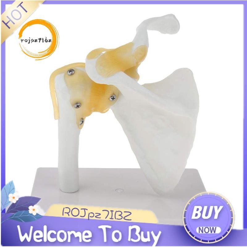 1:1 Life-Size Functional Anatomical Model of Human Shoulder Joint Model ...