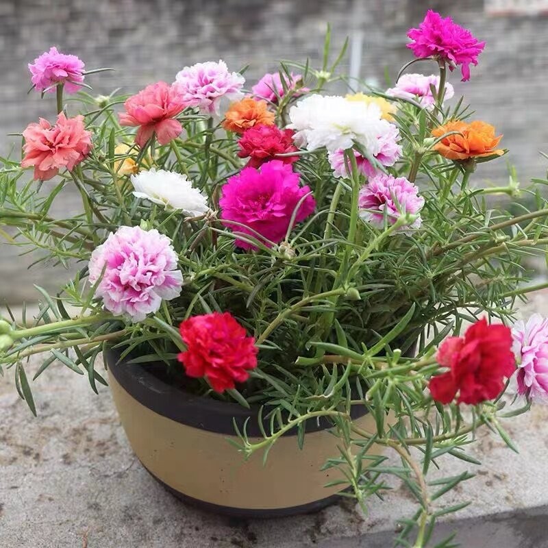 100pcs Mixed Seed Moss Rose Flower Seeds for Gardening (High ...
