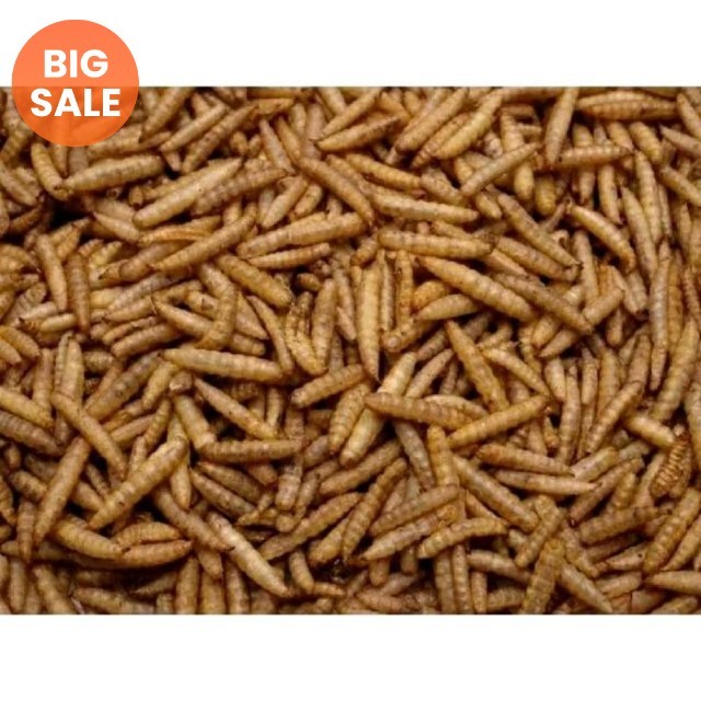 Dried maggot 1 kg maggot/ 1 kg maggot/ koi food/ fish food/ bird food ...