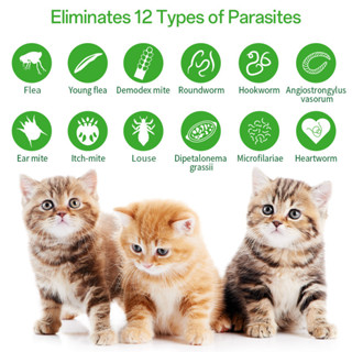 Xvet Dr Third-generation Spot-on Insecticide Deworm Cat Flea Cat Ear ...