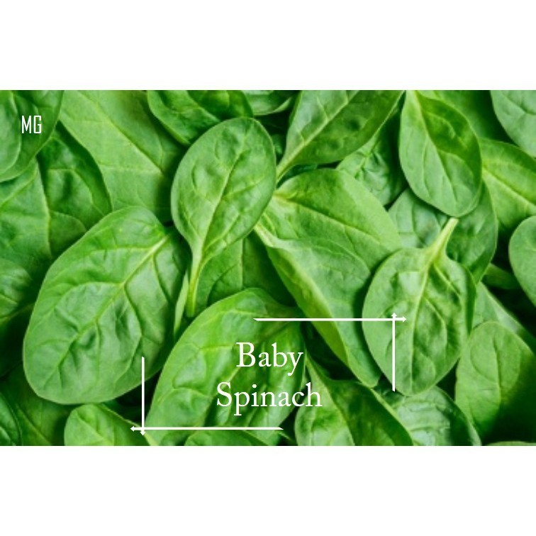 Baby Spinach Seeds - 100pcs/pack Vegetable Seeds-- Mango Garden ...