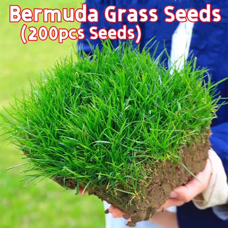 200pcs Bermuda Grass Seeds Fast Germination Lawn Seeds for Planting ...