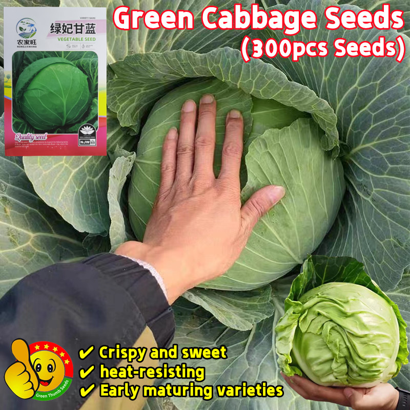 100% Original Green Cabbage Seeds for Sale 300pcs High Yield Heirloom ...