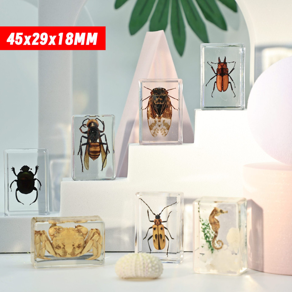 Insect Specimens Transparent Resin Crafts Early Education Travel ...
