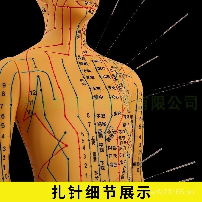 Acupuncture Traditional Chinese Medicine Twelve Points Needle Practice ...
