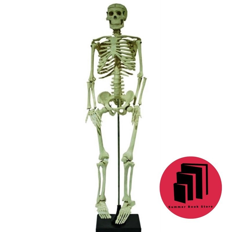 Human Skeleton Model / Human Skeleton Height: 85cm - Science Year 5 ...