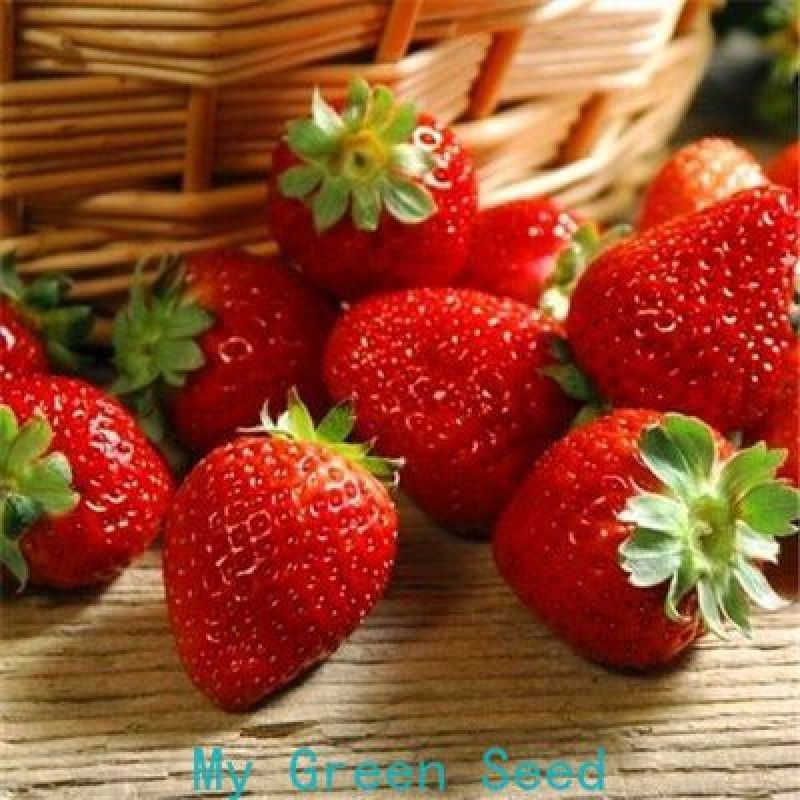 [Easy to plant] 100 Pcs Strawberry Tree Seeds Rare Fruit Bonsai Seed ...