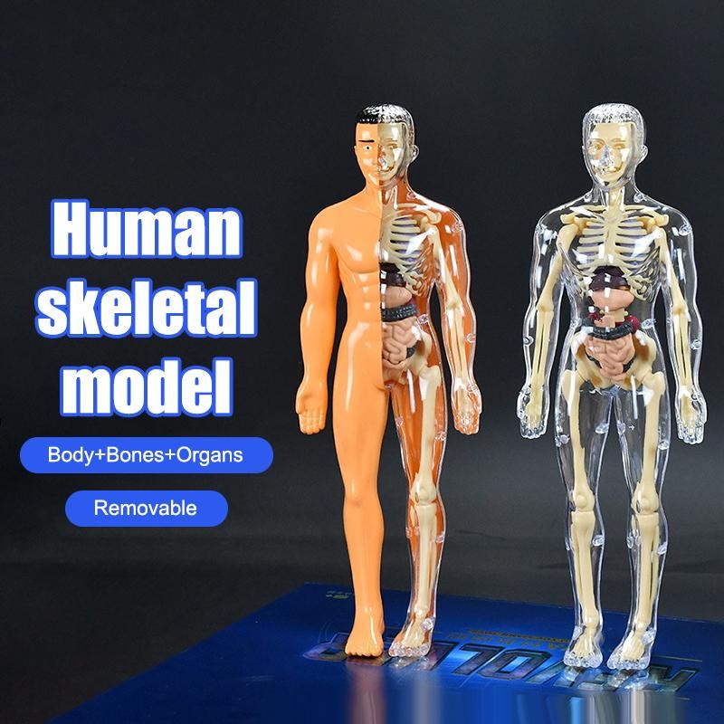 OYPH 3D Human Skeleton Organ Anatomy Scientific Model Kit Kids Body ...