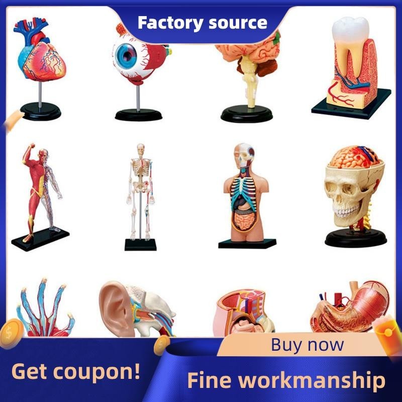 Medical-Torso Human Body Model Removable Parts Education Organs Model ...