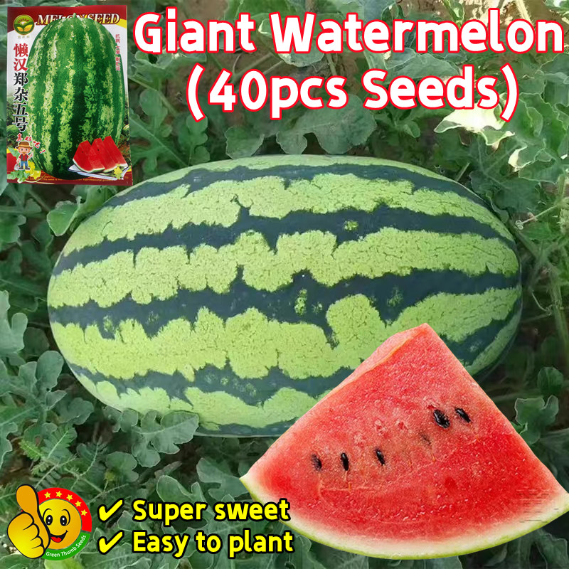 Original Giant Watermelon Seeds Fresh 40pcs Sweet Juicy Water Melon ...
