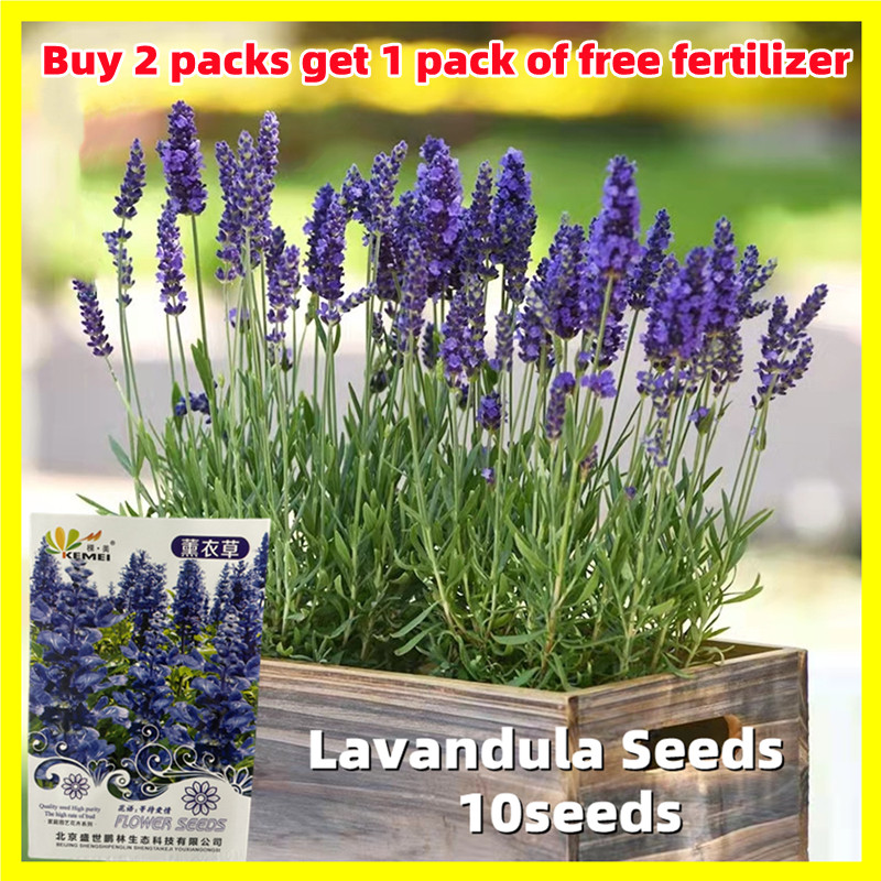 Butterfly Lavender Flower Seed Fresh 10pcs Lavandula Perfume Plant Seed ...