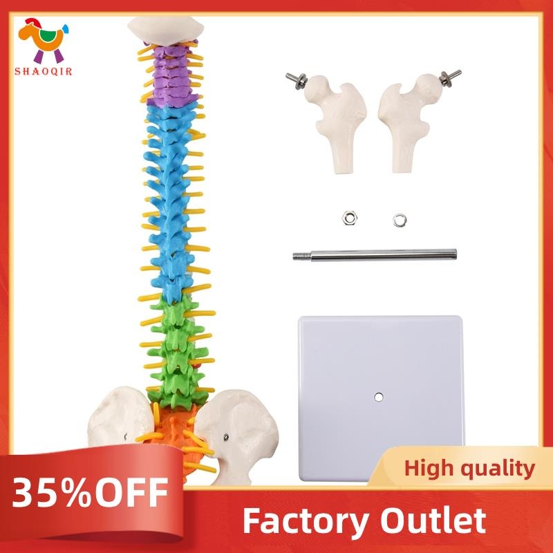 Hot Sale 45Cm with Pelvic Human Anatomical Anatomy Spine Spinal Column ...