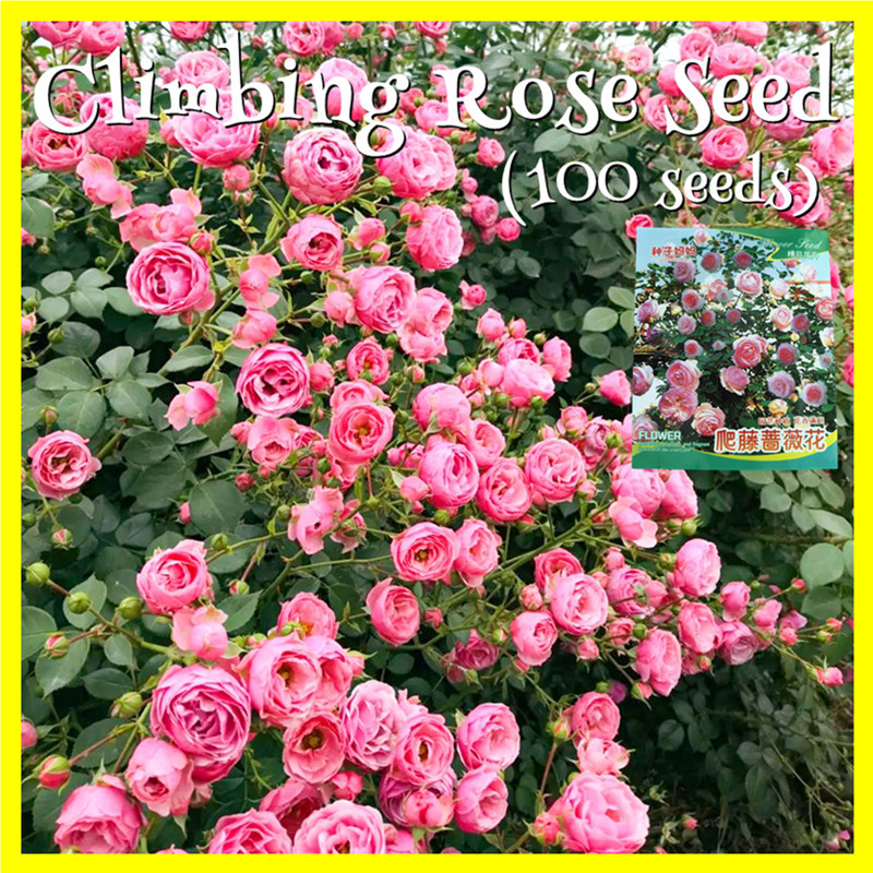 100pcs Mixed Colors Climbing Rose Seeds for Planting Flowers Bonsai ...