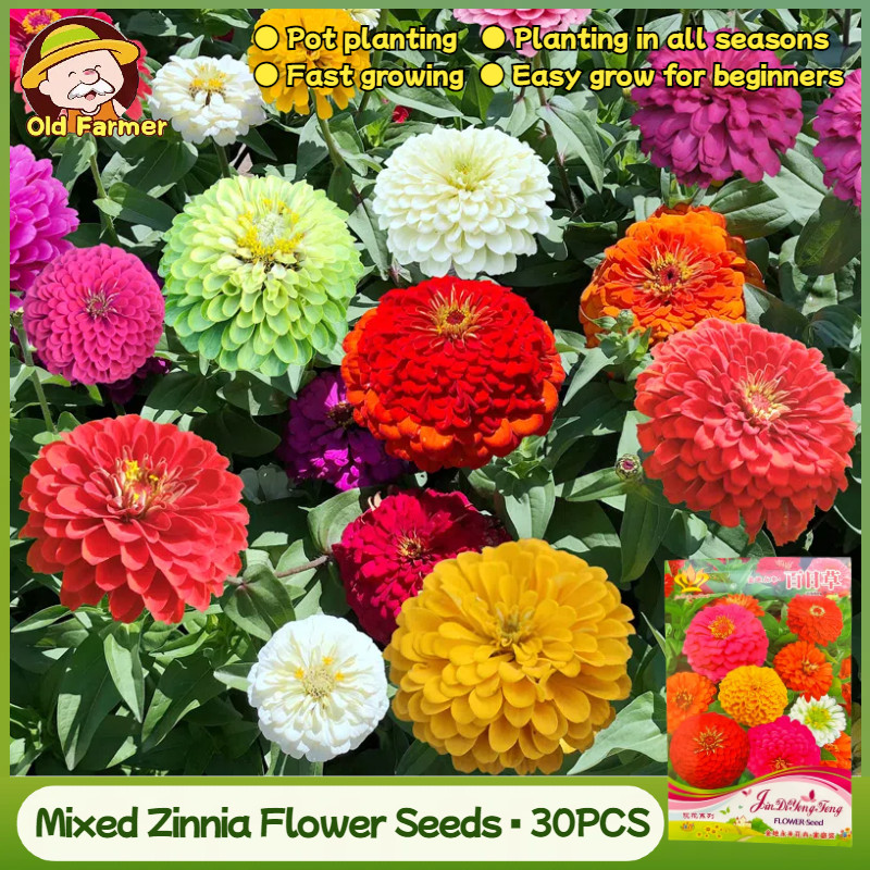 100% Original Mixed Color Zinnia Flower Seeds for Planting Flowers ...