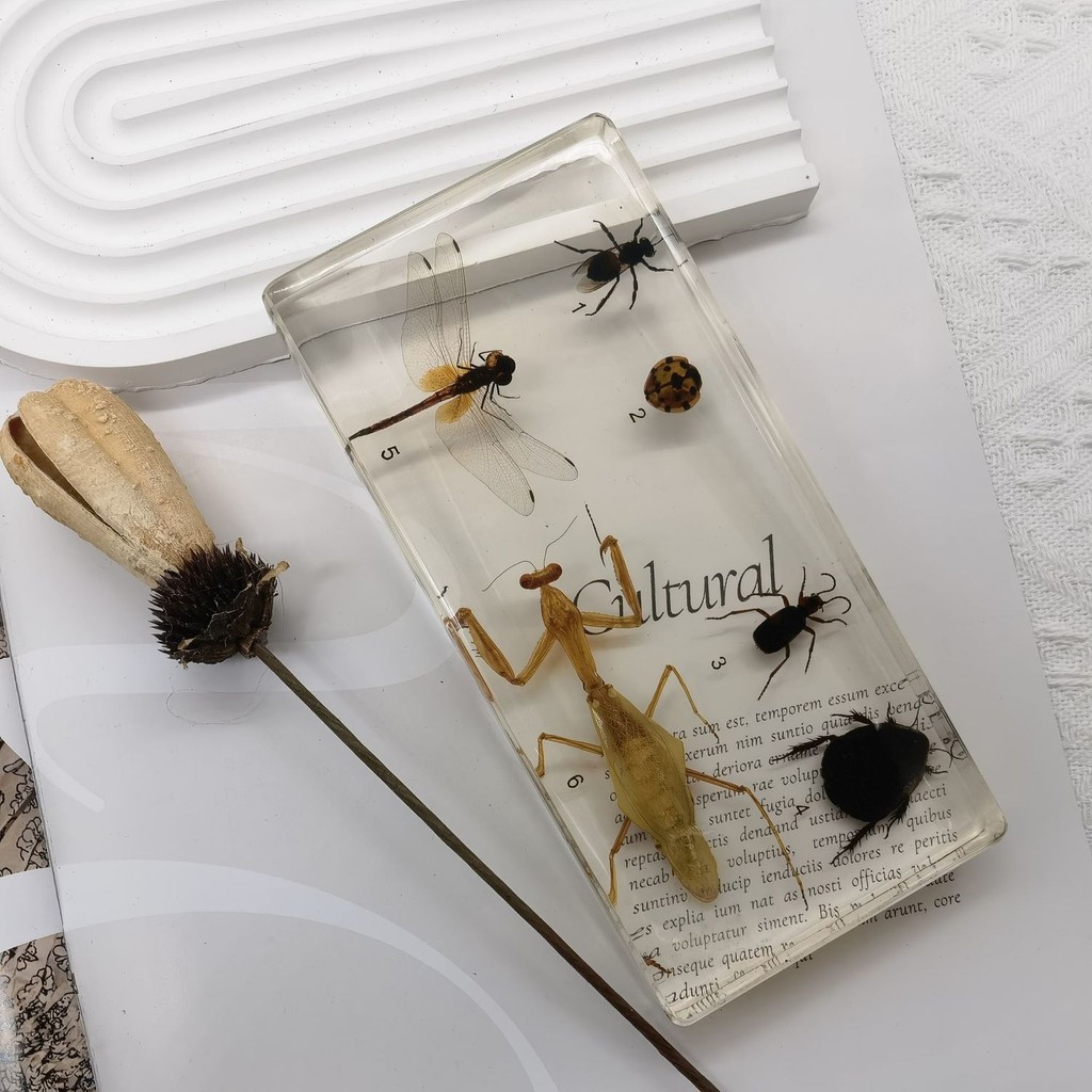 16.4cm Real Animal And Plant Growth History Diy Specimen Resin Insect ...