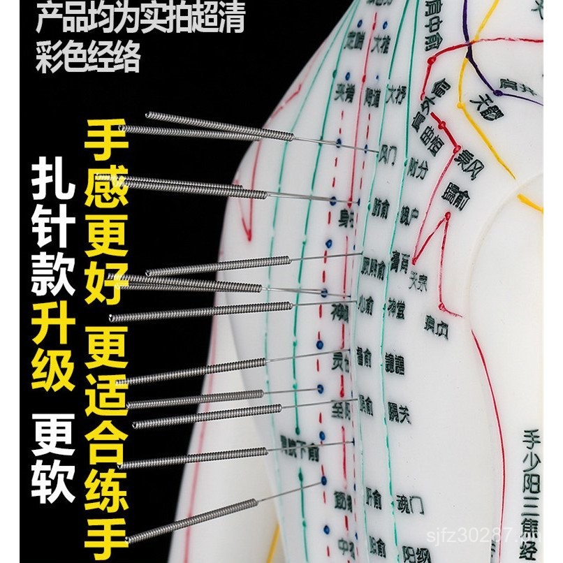 Ear Meridian Model Traditional Chinese Medicine Human Anatomy Acupoints ...