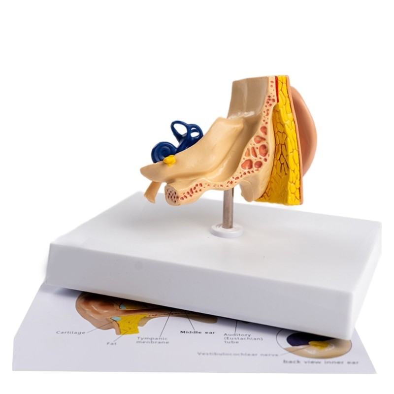 Lala Human Ear Anatomy Model Shows Outer Ear Inner Ear Cochlear ...