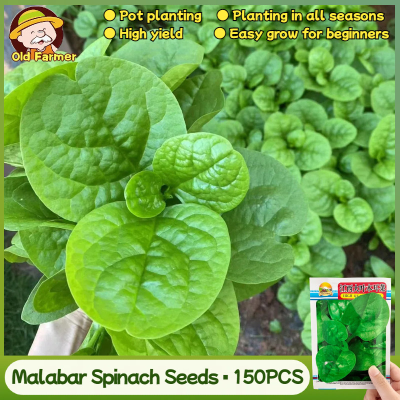 100% Original Fresh Giant Malabar Spinach Seeds for Planting Potted ...