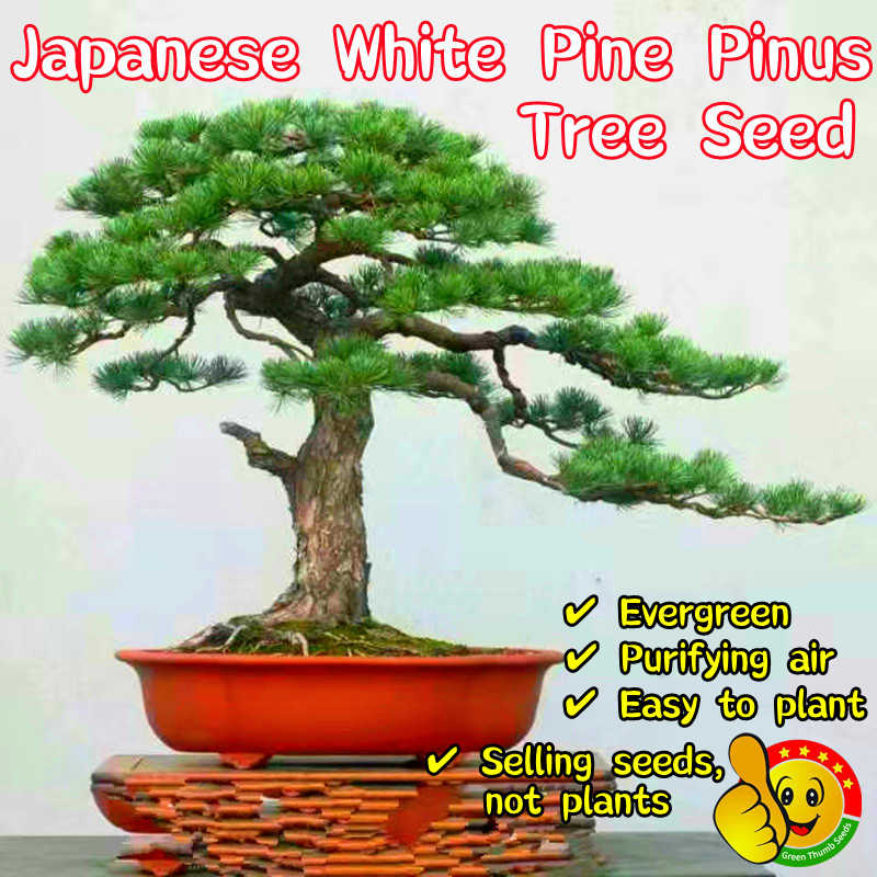 Original Rare Japanese White Pine Pinus Tree Seeds for Planting(Fresh ...
