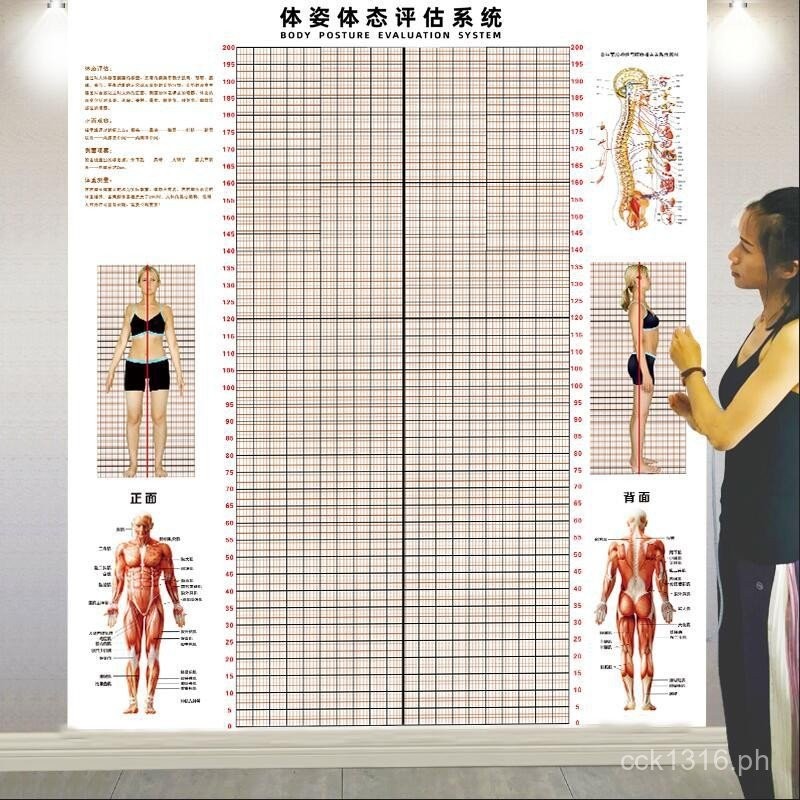 Wall Sticker Grid Paper Wall Yoga Studio Posture Assessment Chart ...