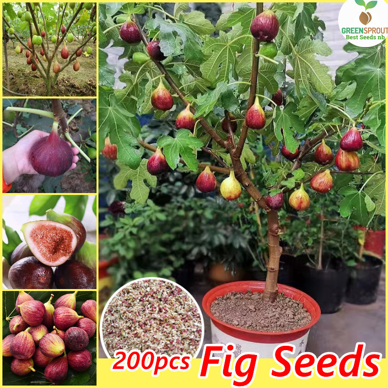 Rare Fig Seeds Fruit Seeds for Planting(200 Seeds/pack) Potted Fig Tree ...