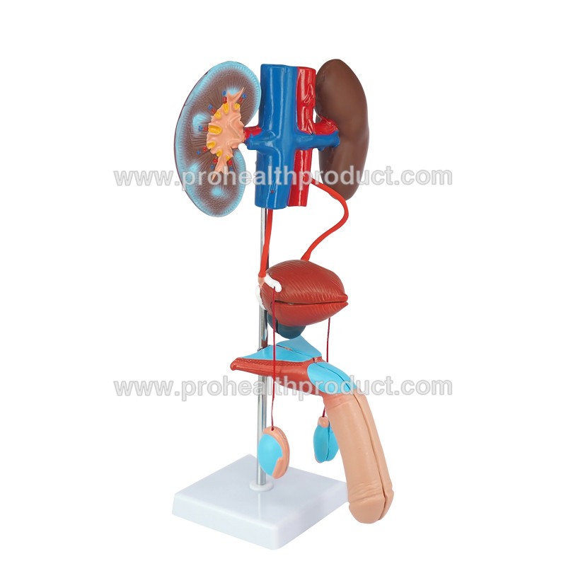 Genitourinary System Model | Shopee Philippines