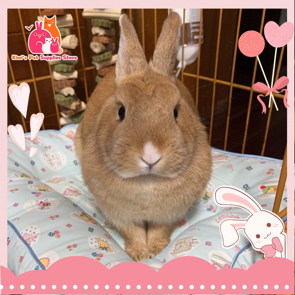 Rabbit Mat Rabbit Sleeping Pad All-season Universal Rabbit Lying Pad ...