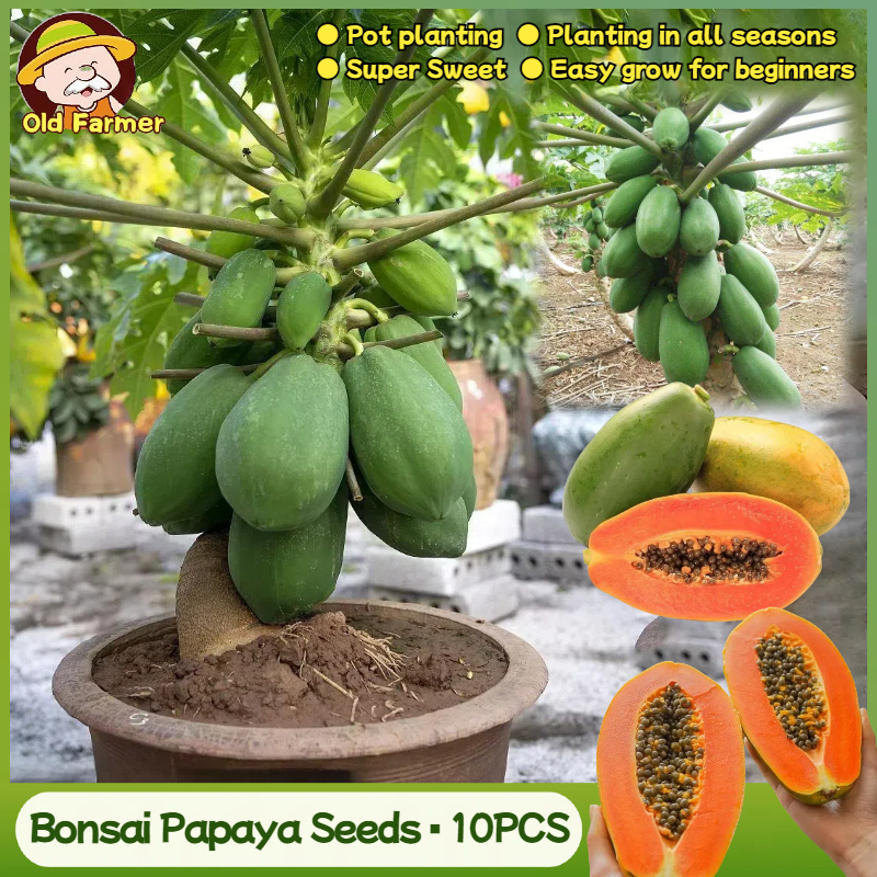 100% Original Sweet Dwarf Papaya Seeds for Planting Fruits 10pcs Fresh ...