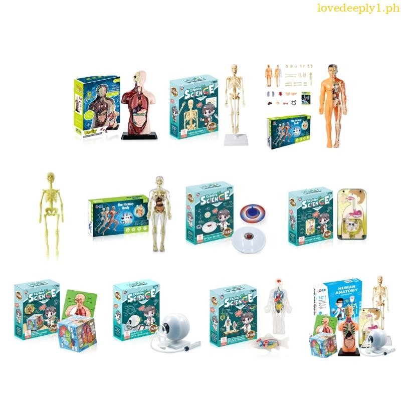 Love Human Body Model Anatomical Torso Model Anatomy for Science ...