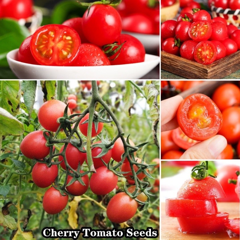 Cherry Tomato Seeds 50 Pack/bag Fruit Trees Bonsai Live Plants for Sale ...