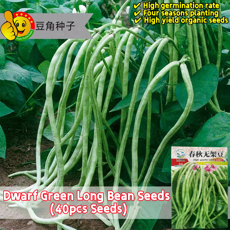 Original High Yield Dwarf Green Long Bean Seeds 40pcs Bush Sitaw Seeds ...