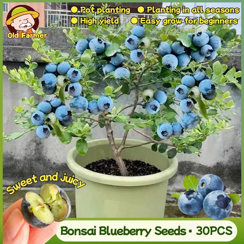 30pcs Fresh Blueberry Seeds for Planting Fruits Potted Dwarf Blueberry ...