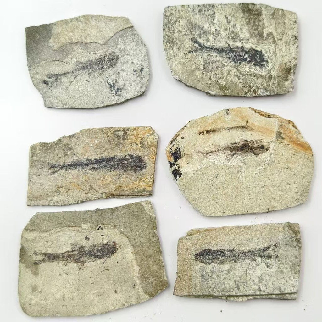 Ancient Stone Natural Shanwang Fish Fossil Natural Popular Science ...