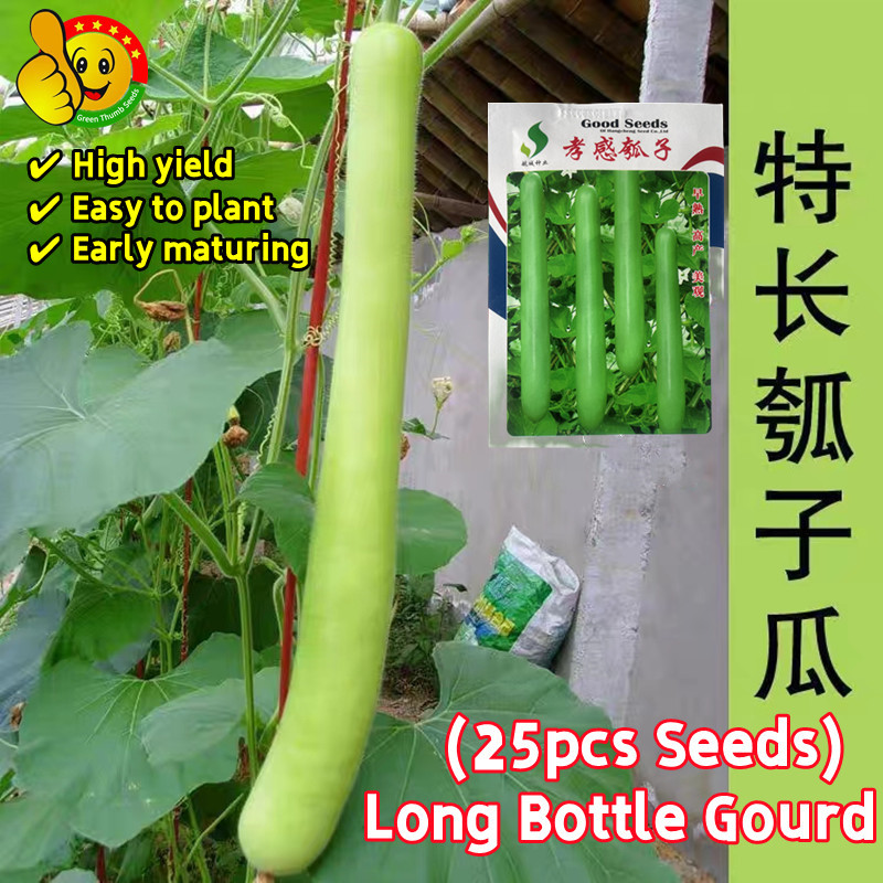 Original High Yield F1 Upo Seed for Planting Vegetables Long Bottle ...