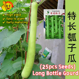 gourd - Best Prices and Online Promos - Oct 2024 | Shopee Philippines