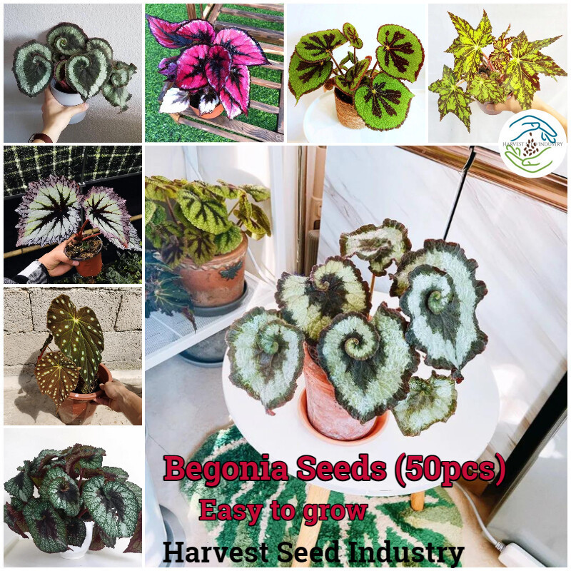 Fresh Begonia Seeds Assorted Flower Seeds for Planting (50 seeds/pack ...