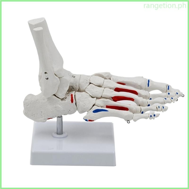 RAN Human Foot Joint Skeleton Model Life Size Foot Joints Anatomy Model ...