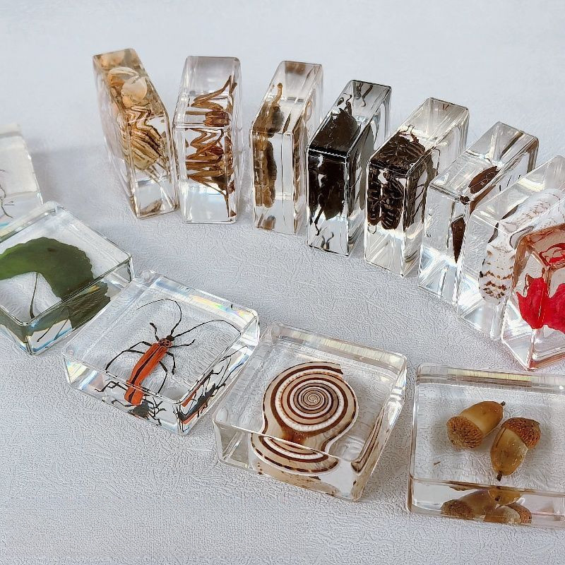 Transparent Real Insect Specimens Handmade Diy Customized Three ...